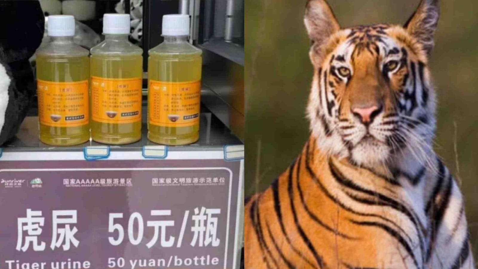 Tiger Urine/ ಹುಲಿ ಮೂತ್ರಕ್ಕೆ ಬೇಡಿಕೆ. ಮೃಗಾಲಯದಲ್ಲಿ ತಯಾರಾಯ್ತು ಔಷಧ. - esamachara